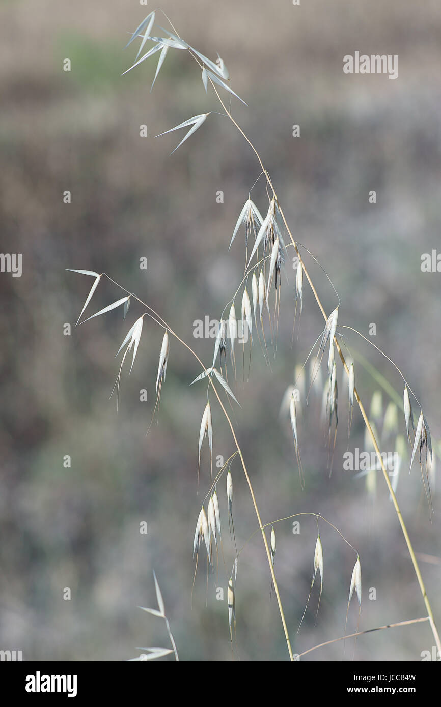 Close up of tall grass Stock Photo - Alamy
