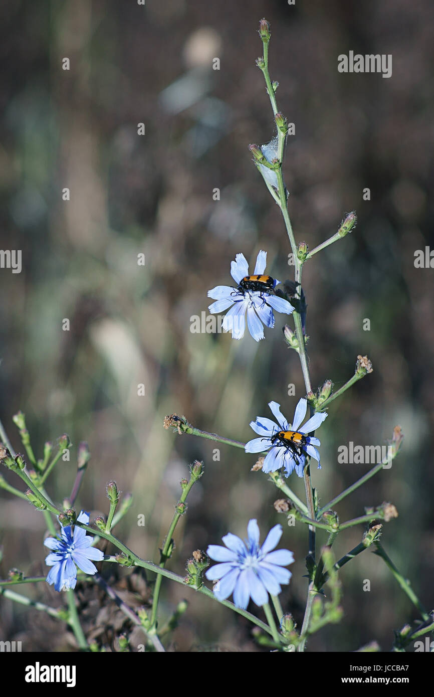 Insetti hi-res stock photography and images - Alamy