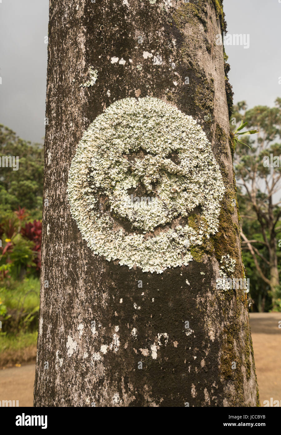 Face tree bark shape hi-res stock photography and images - Alamy