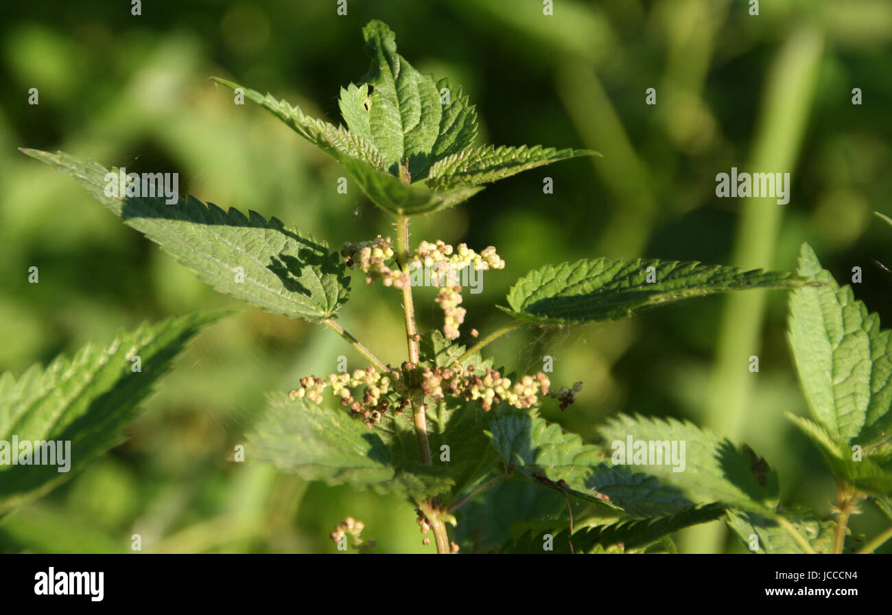 Itch weed hi-res stock photography and images - Alamy