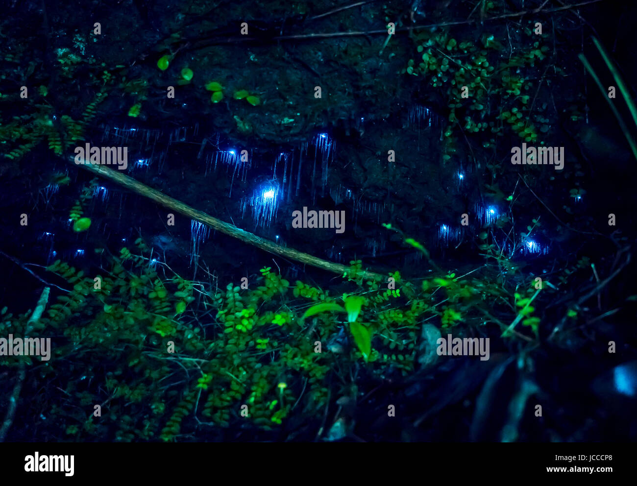 Waitomo caves hi-res stock photography and images - Alamy