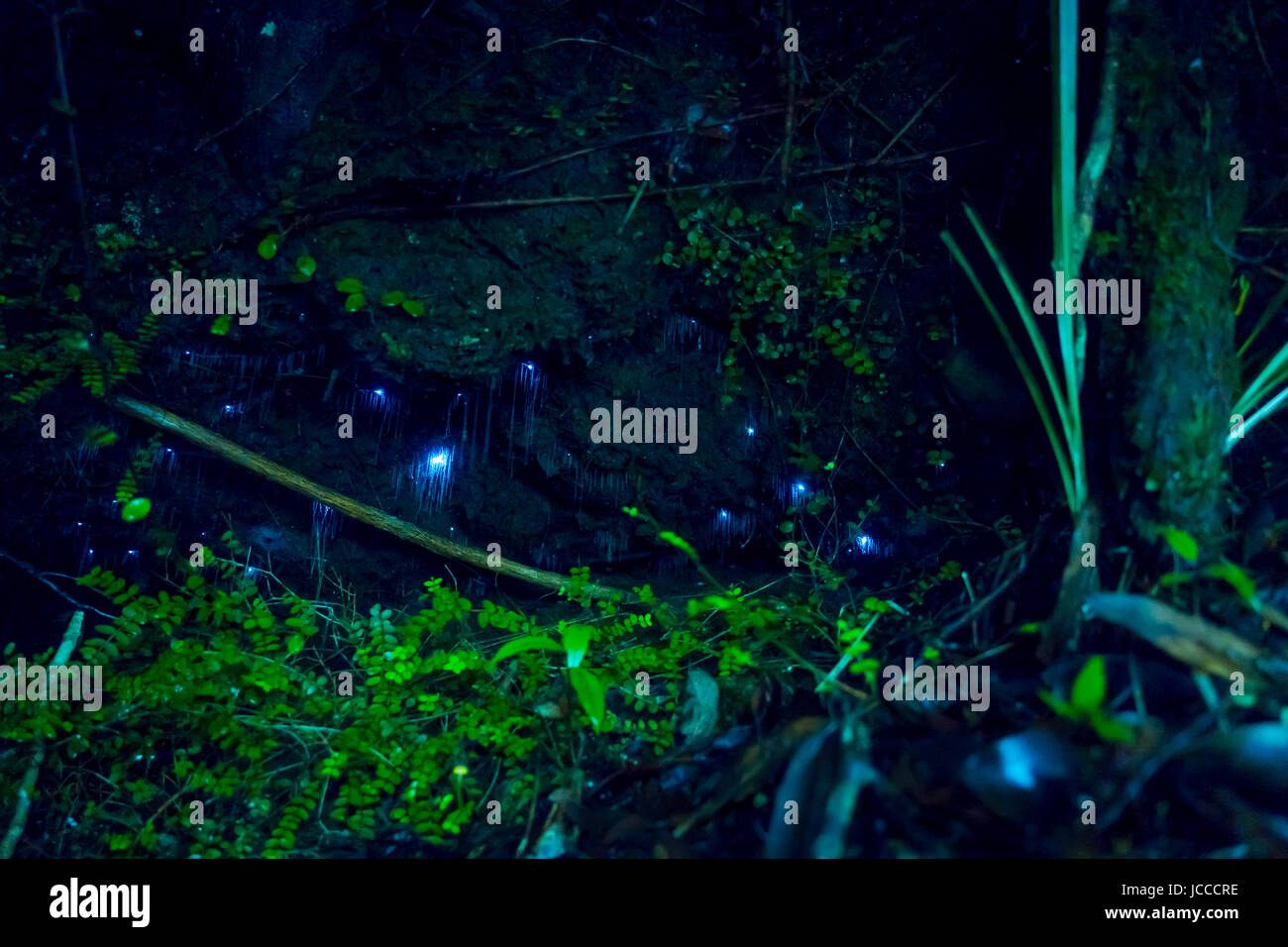 Waitomo Glowworm Caves High Resolution Stock Photography and Images - Alamy