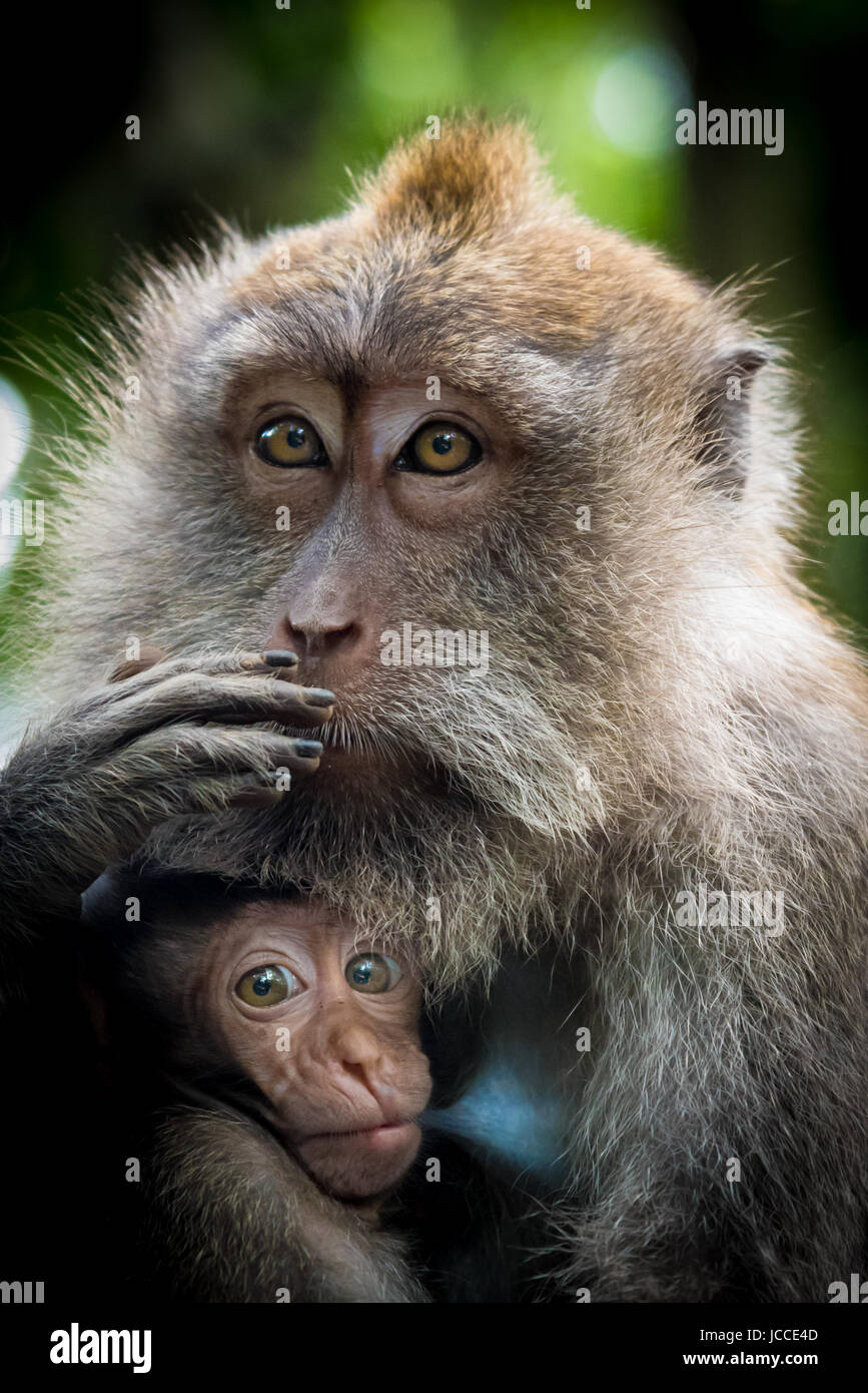 Female macaque monkey with cub Stock Photo - Alamy