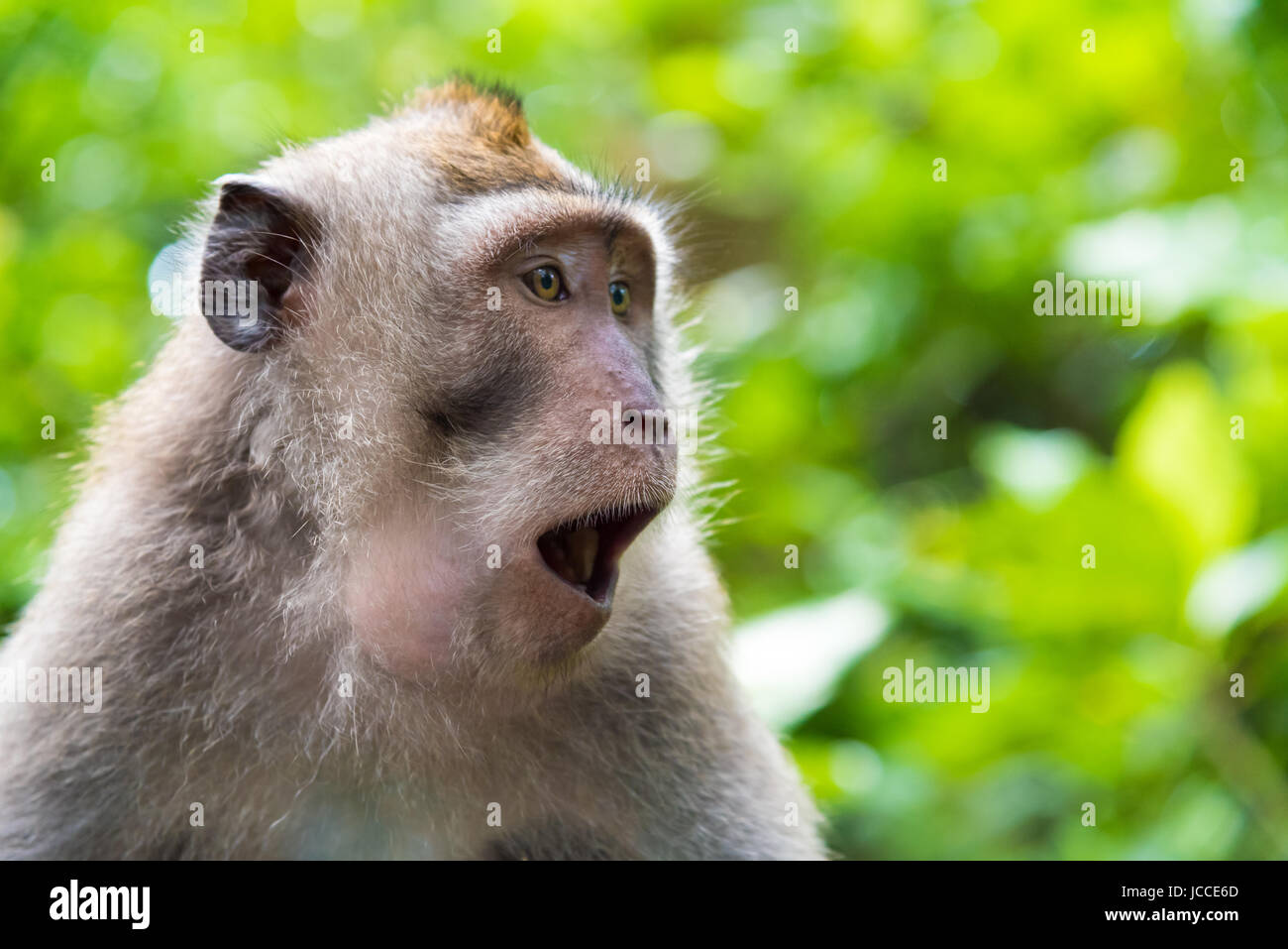 Portrait of macaque monkey with copy space Stock Photo - Alamy