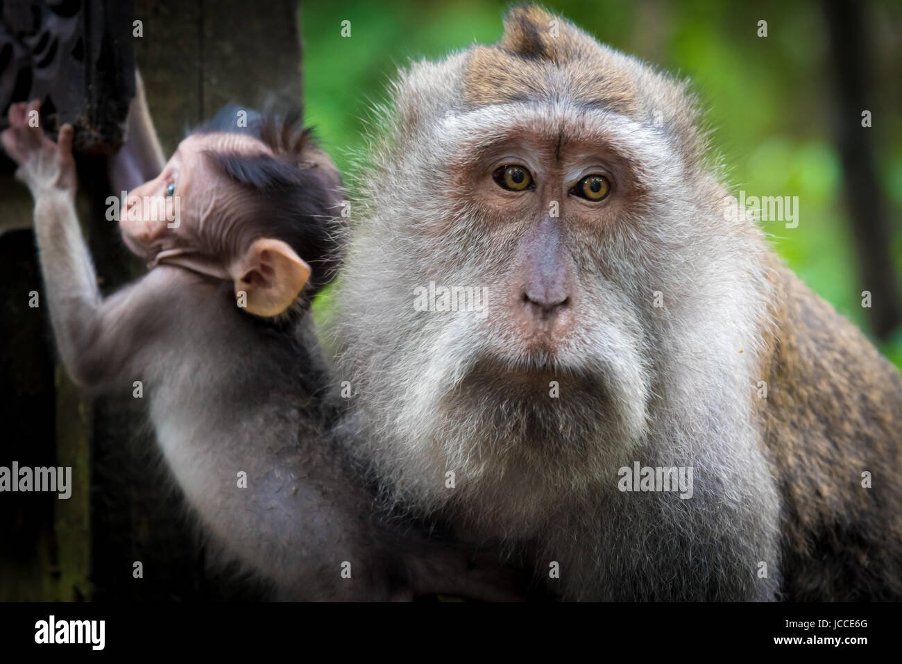 Female macaque monkey with cub Stock Photo - Alamy