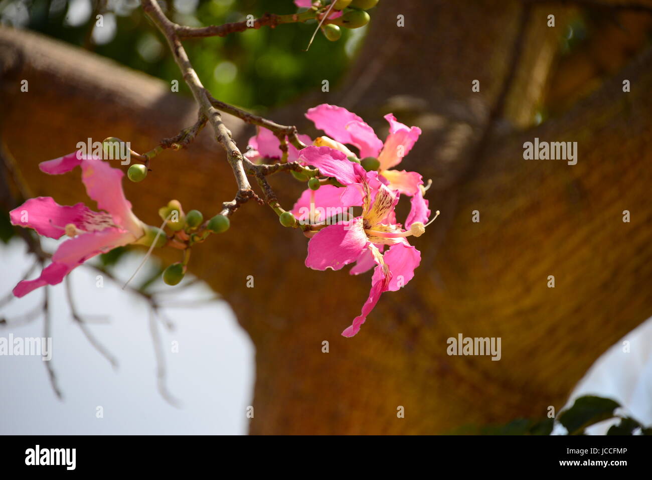 Flourish hi-res stock photography and images - Alamy