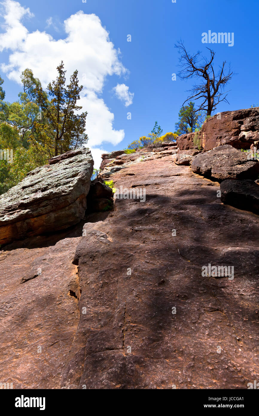 Ghost willow tree hi-res stock photography and images - Alamy