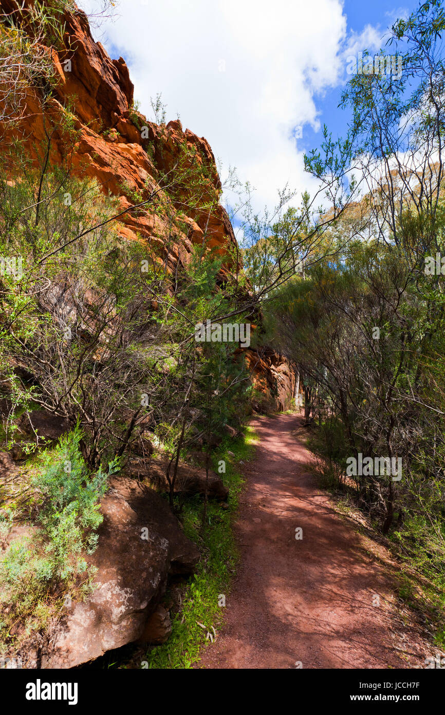 Ghost willow tree hi-res stock photography and images - Alamy