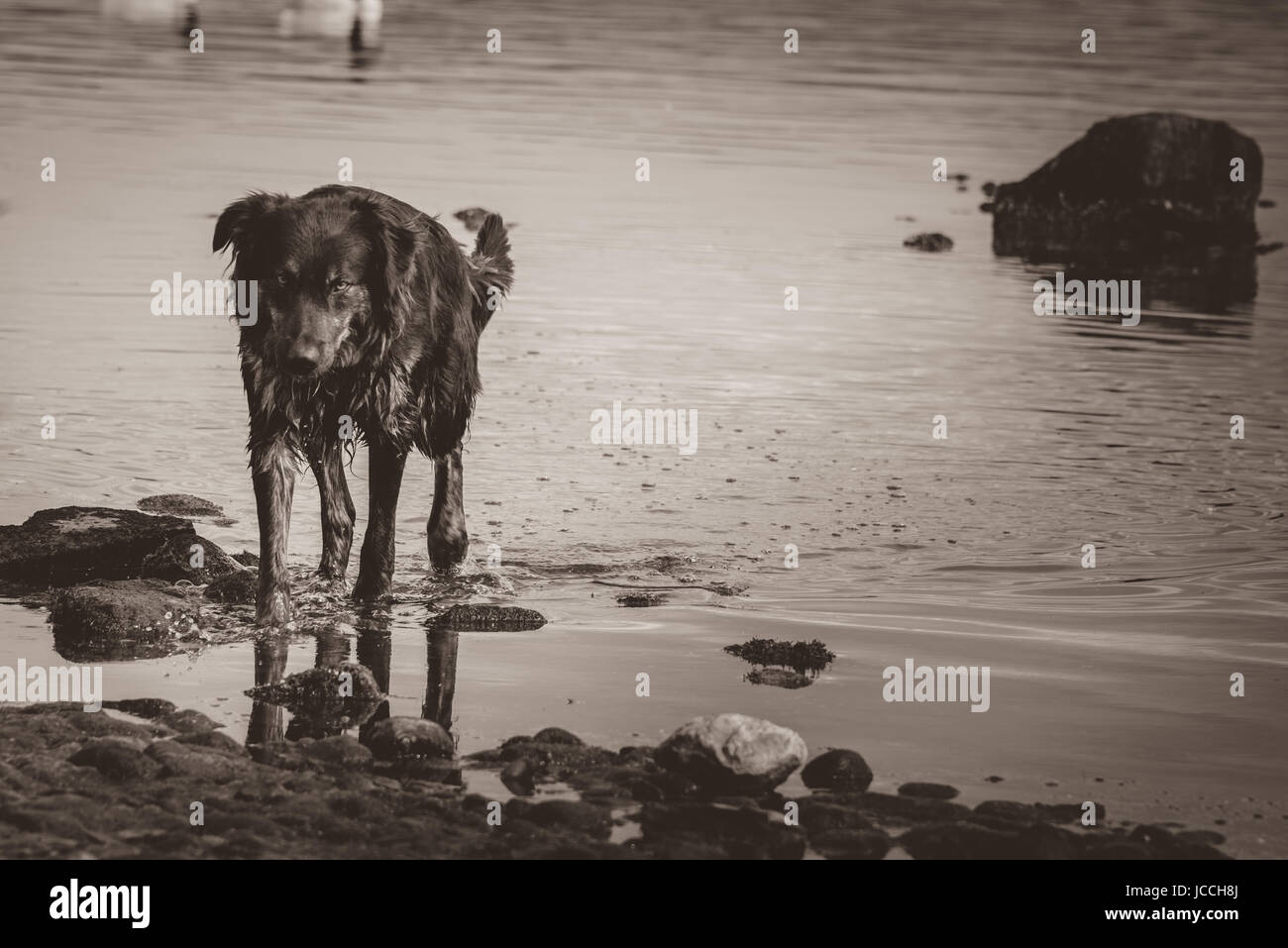 Strays dog hi-res stock photography and images - Alamy