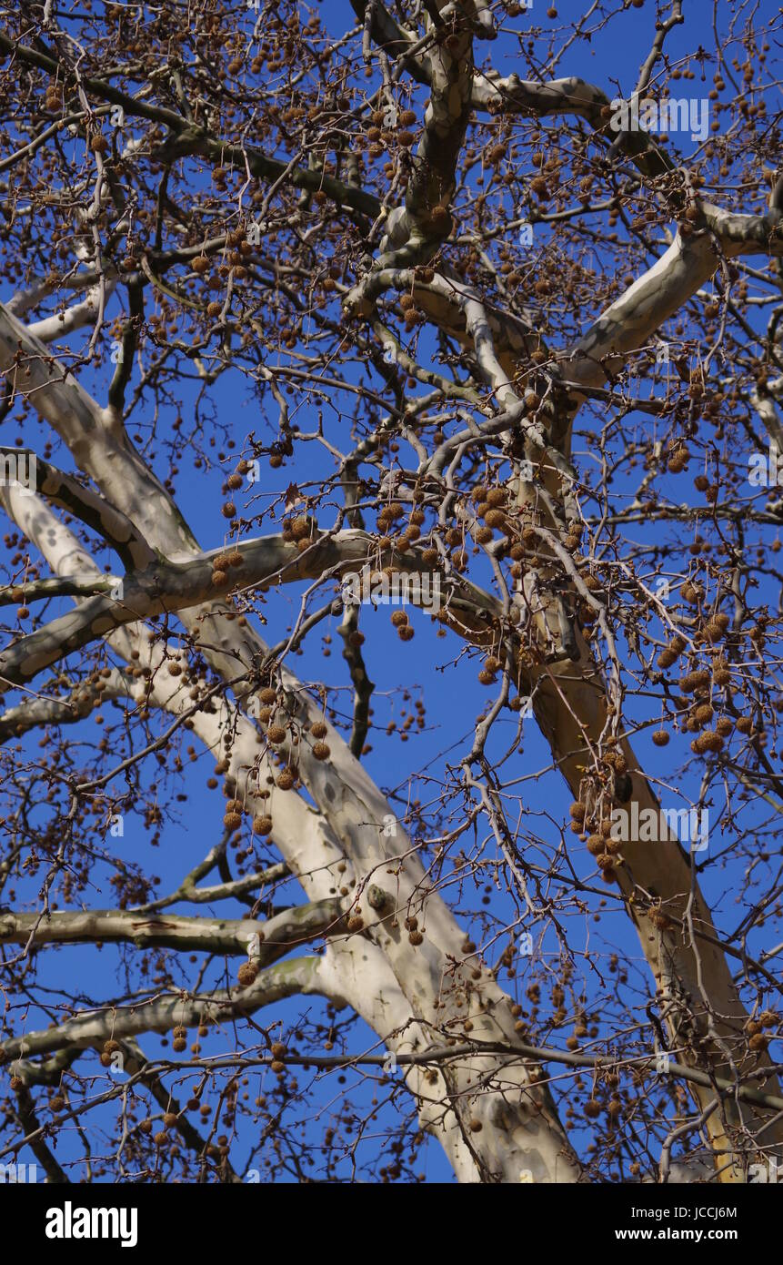 Sycamore section hi-res stock photography and images - Alamy