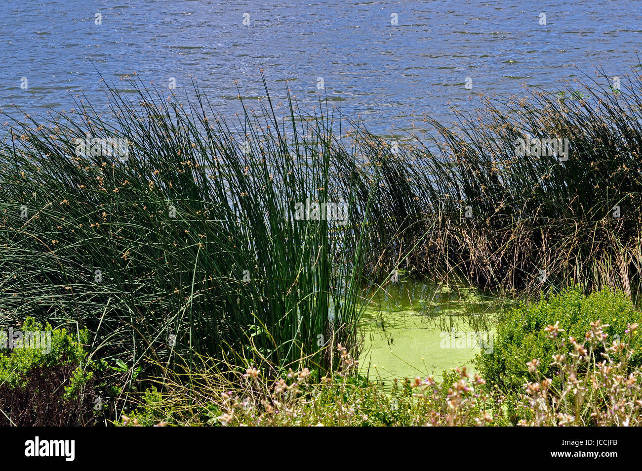 Grant Lake shoreline, lake, Joseph D. Grant County Park, Santa Clara ...