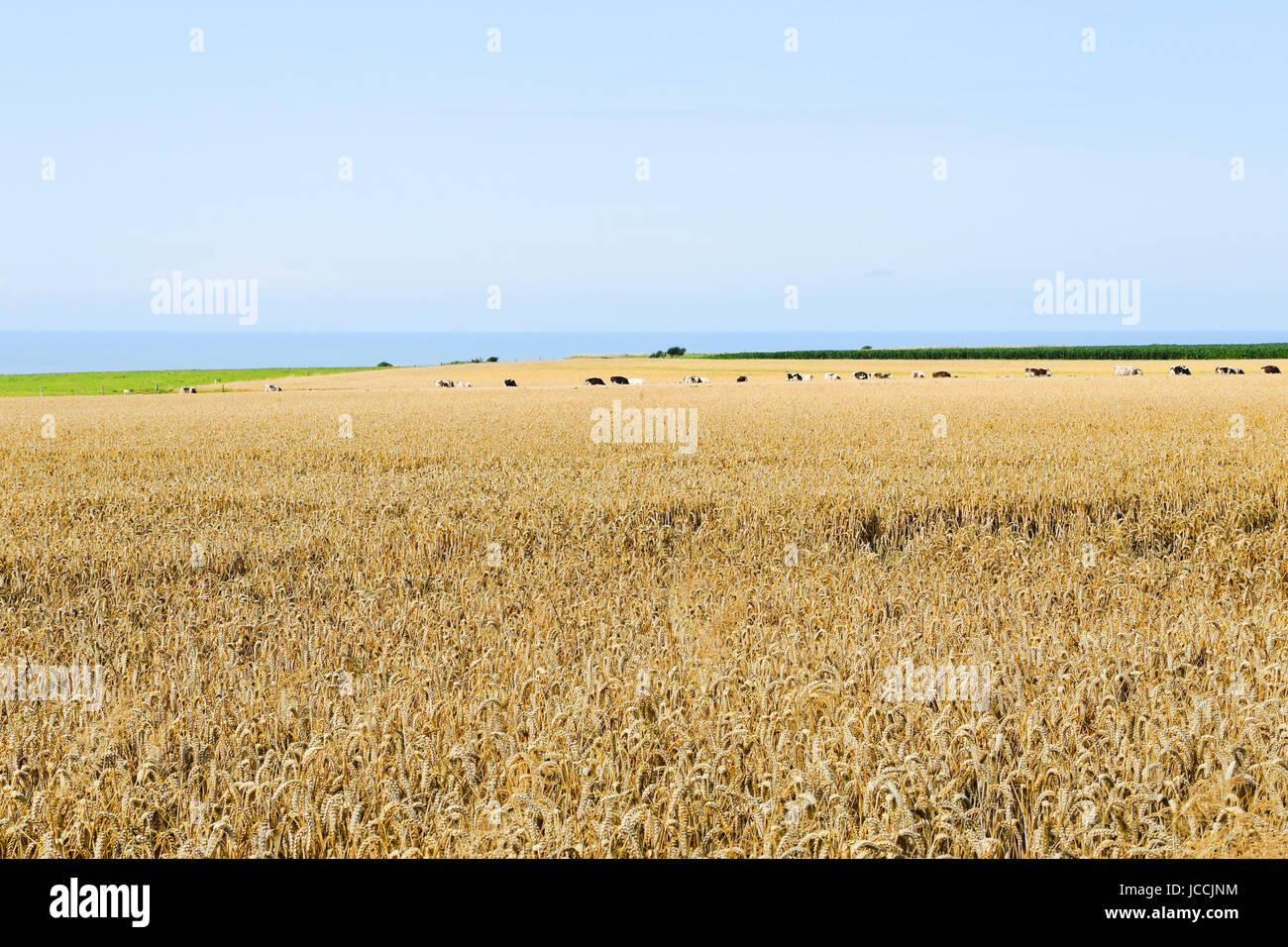 ripe wheat field in Normandy on English Channel shore, France Stock ...