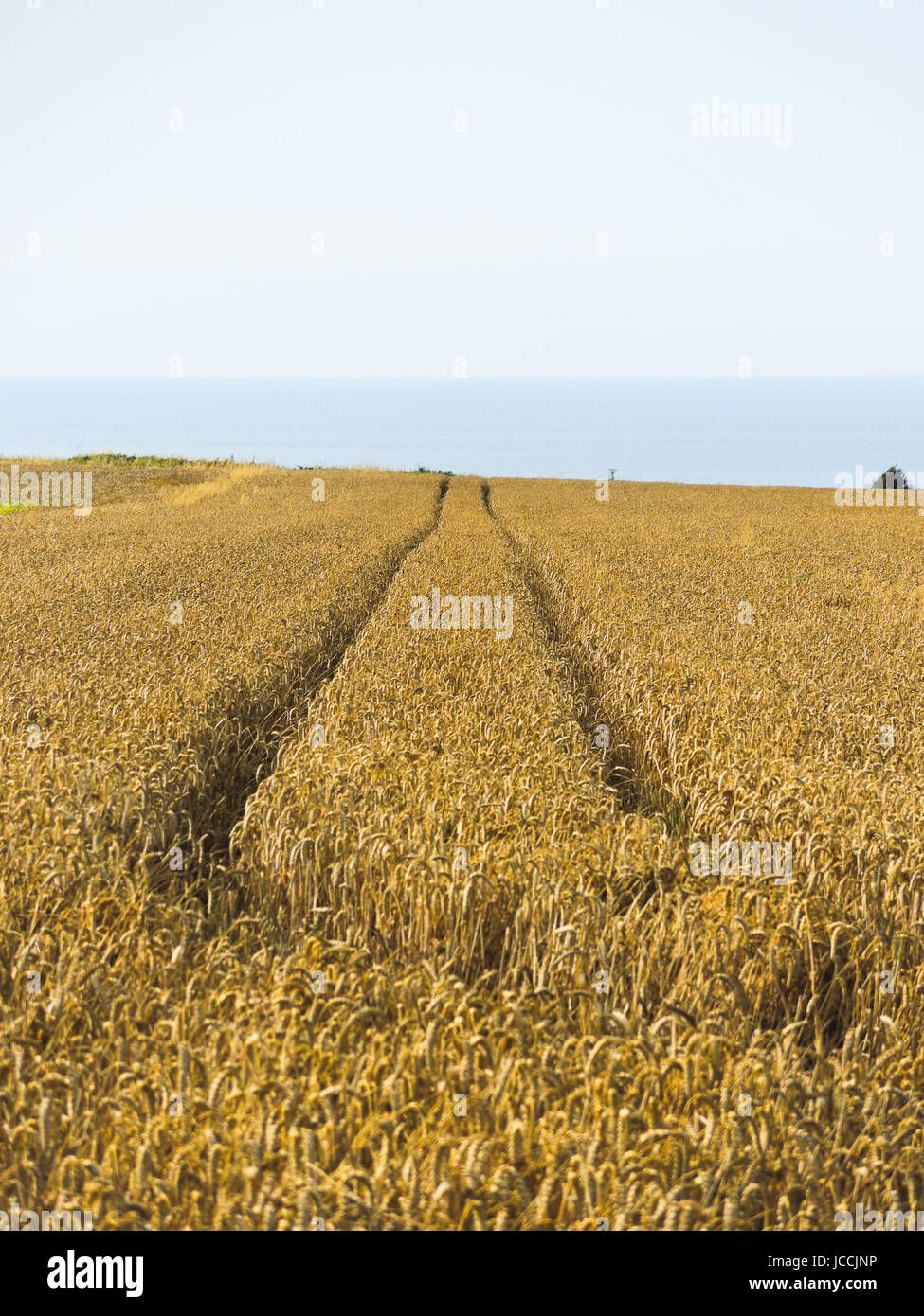 wheat field in Normandy on English Channel coast, France Stock Photo ...