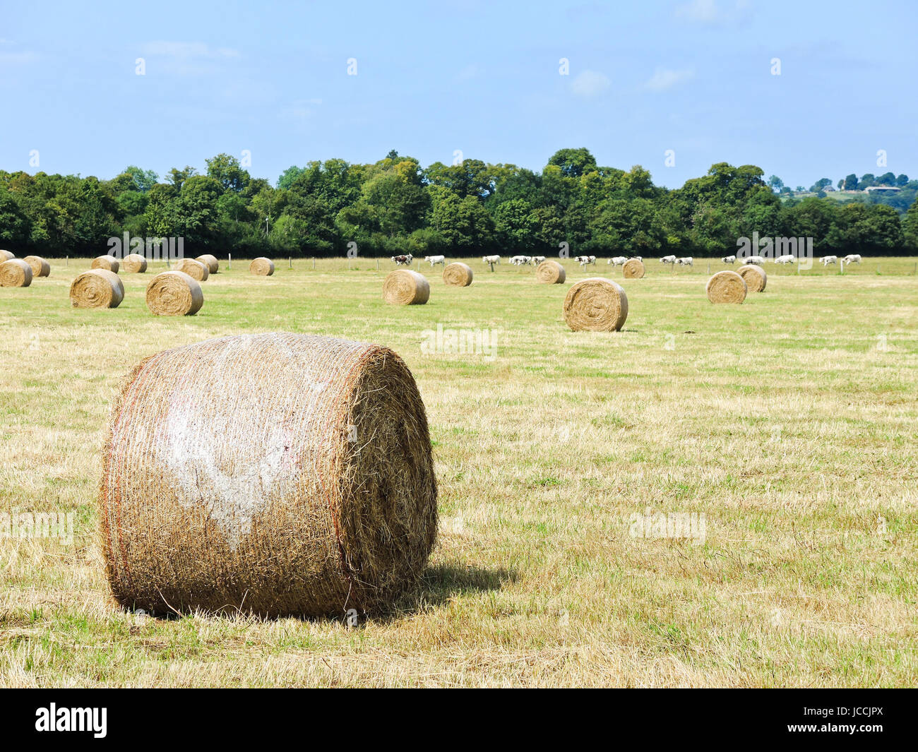 harvested plantation with haystack rolls in Normandy, France Stock ...