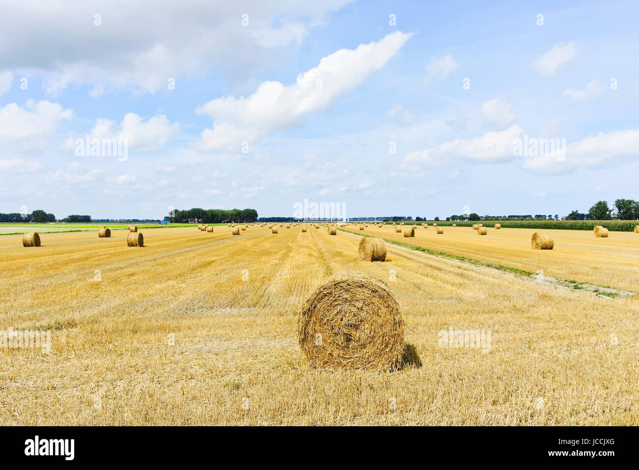 yellow haystack rolls on harvested field in Normandy, France Stock ...