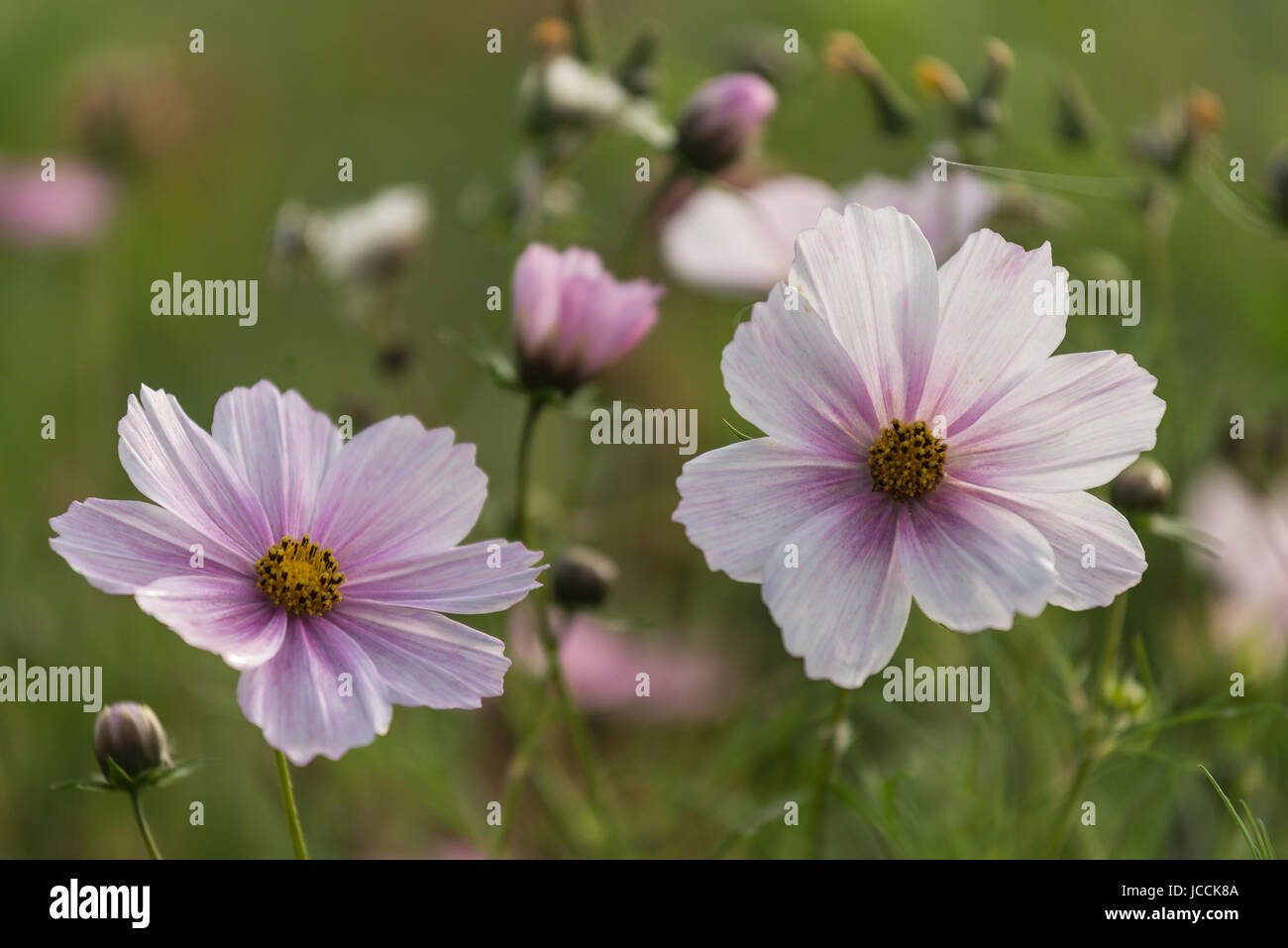 kosmeen in the morning light Stock Photo - Alamy