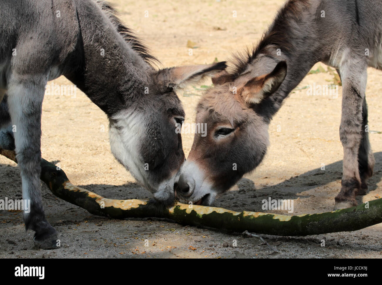 Portrait stupid donkey hi-res stock photography and images - Alamy