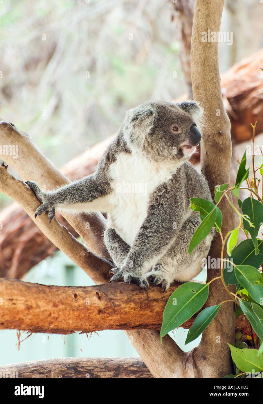 Beautiful koala bear (Phascolarctos cinereus) sitting on the gum tree ...