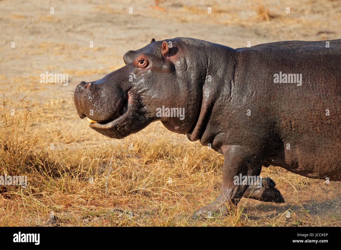 Aggressive hippopotamus (Hippopotamus amphibius) charging, South Africa ...