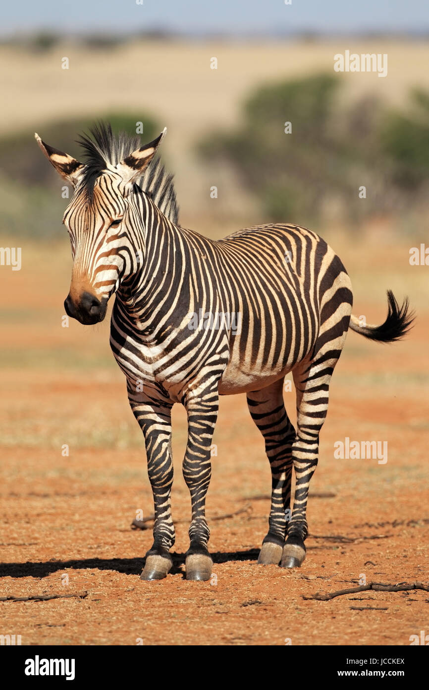 A Hartmanns Mountain Zebra (Equus zebra hartmannae), southern Africa ...
