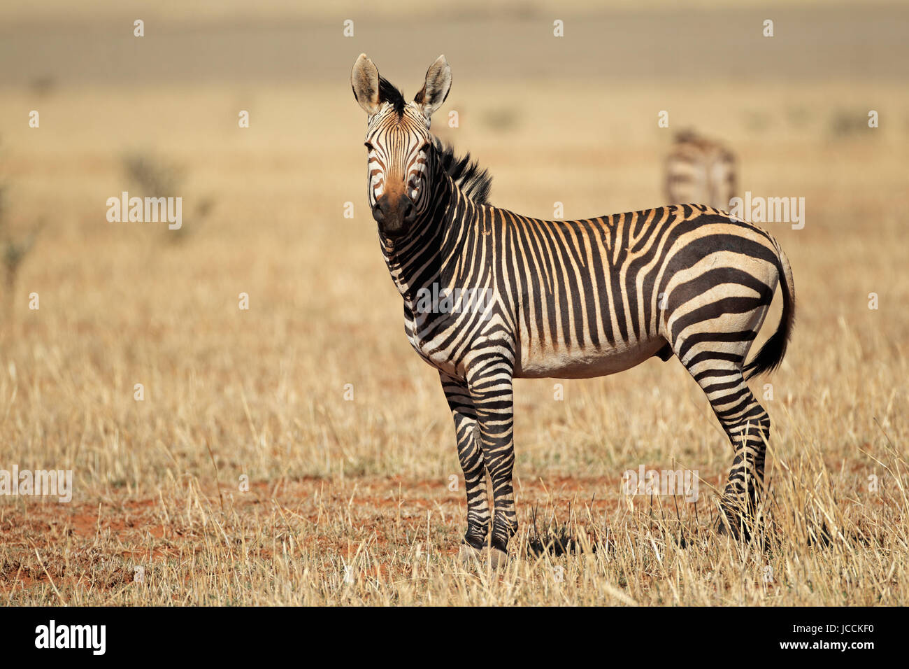 A Hartmanns Mountain Zebra (Equus zebra hartmannae), southern Africa ...