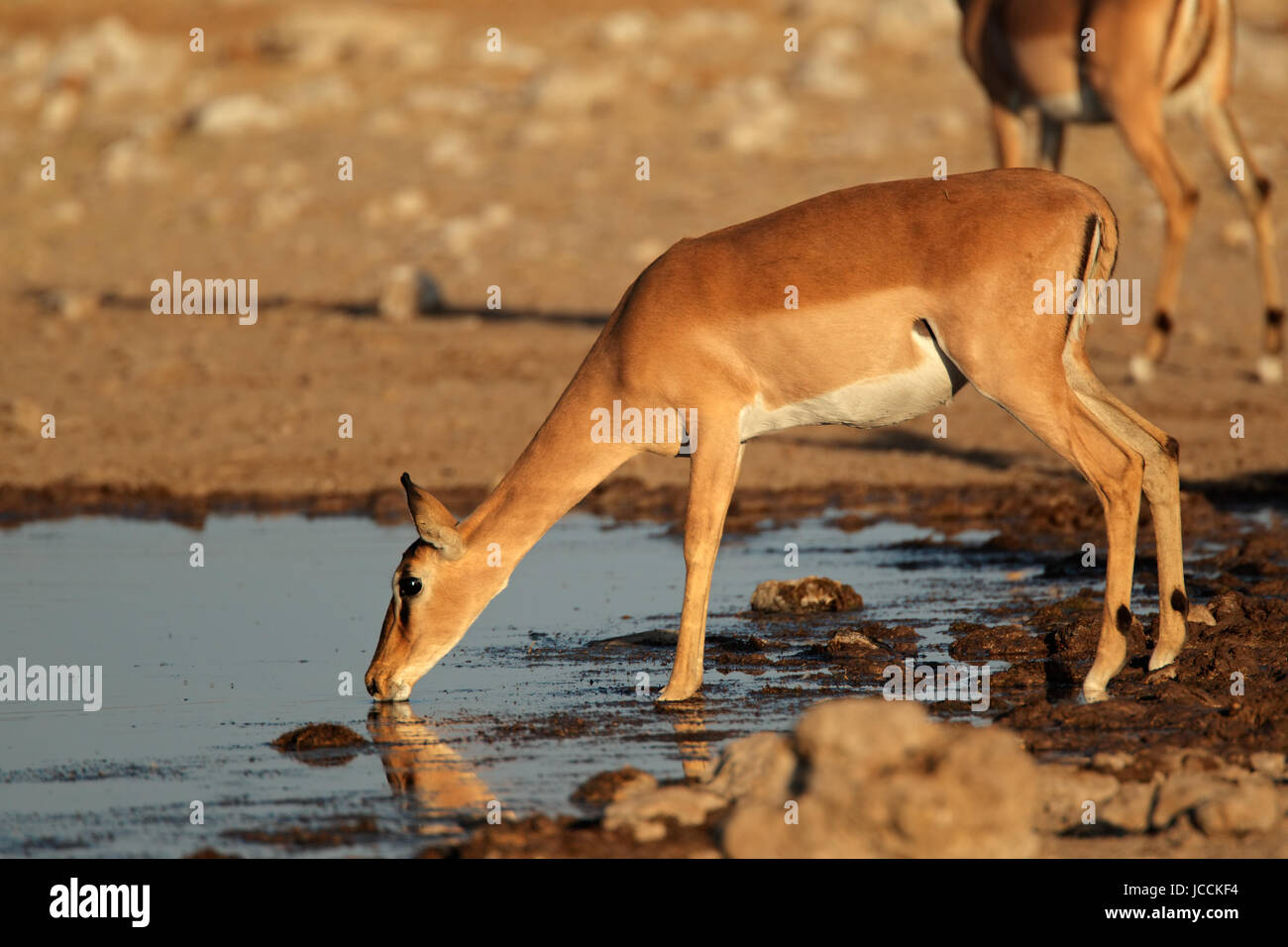 Impala antelope (Aepyceros melampus) drinking at a waterhole, Etosha ...