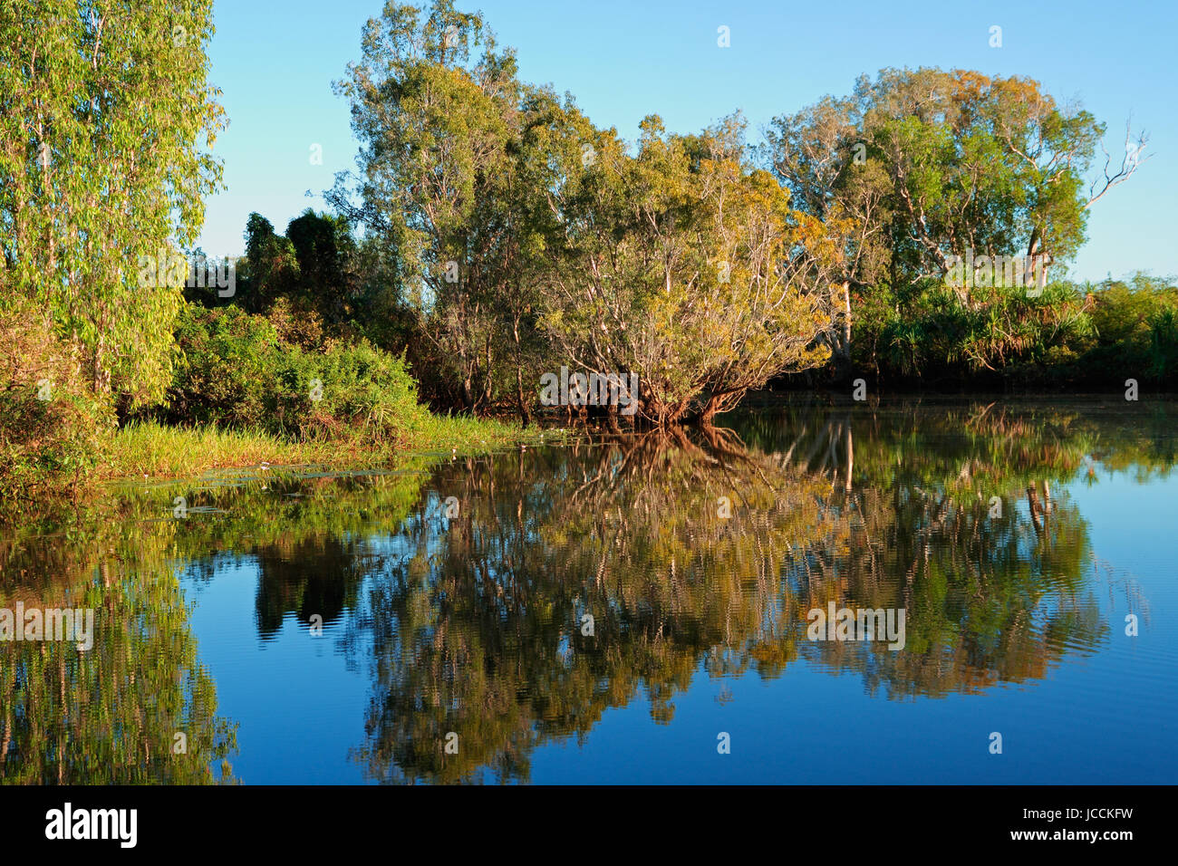 Trees with reflections, Yellow water billabong, Kakadu National Park ...