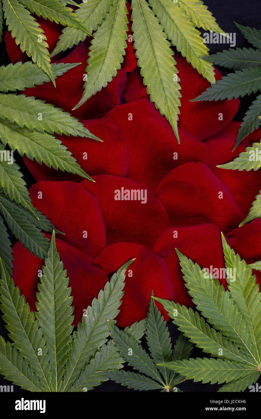 Abstract background with green fresh cannabis leaves and red roses petals - medical marijuana ...