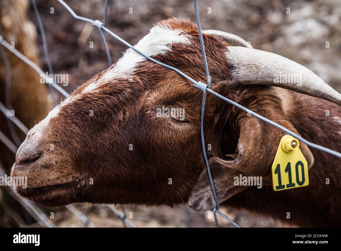 Sad Goat with Yellow Tag Stock Photo - Alamy
