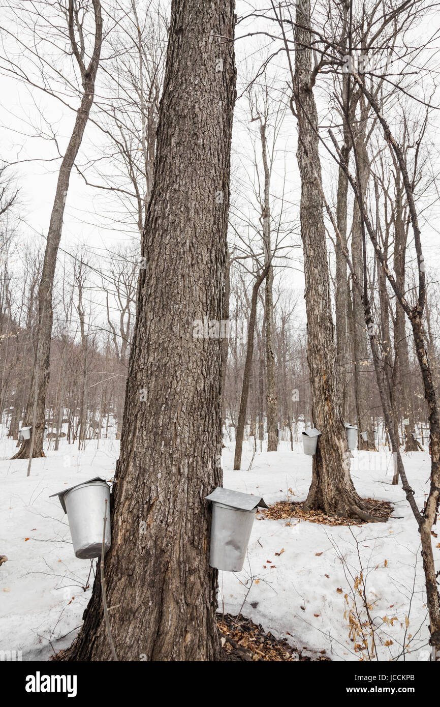 Sap buckets on trees in maple forest hi-res stock photography and ...