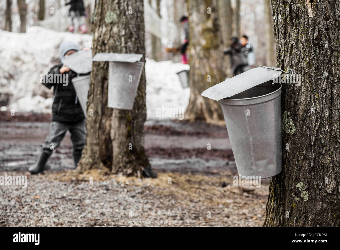 Maple sap collecting bucket and kids hi-res stock photography and ...