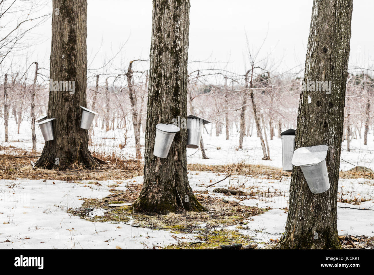 Forest of Maple Sap buckets on trees in spring Stock Photo - Alamy