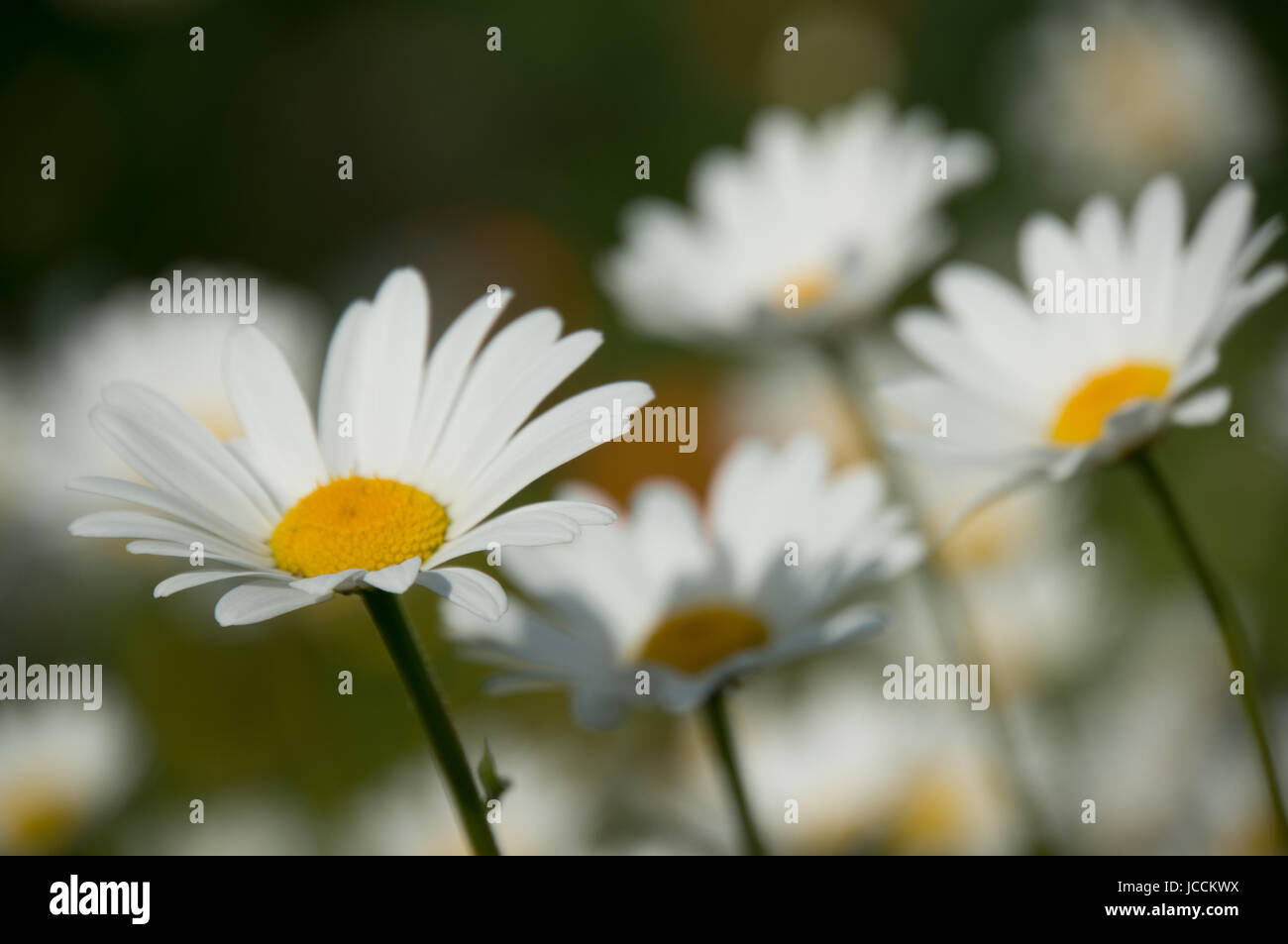 bright pure white Stock Photo - Alamy