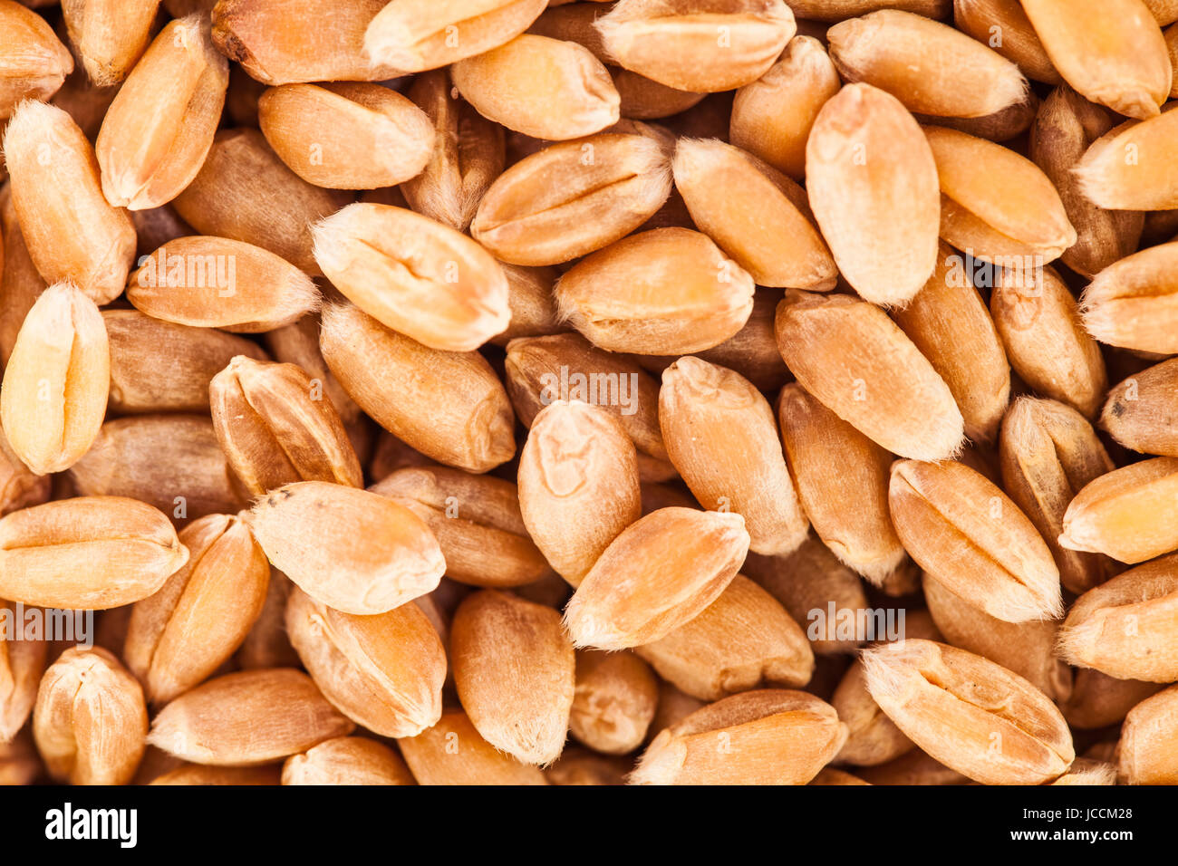 Extreme Macro Closeup Texture of wheat seeds Stock Photo - Alamy