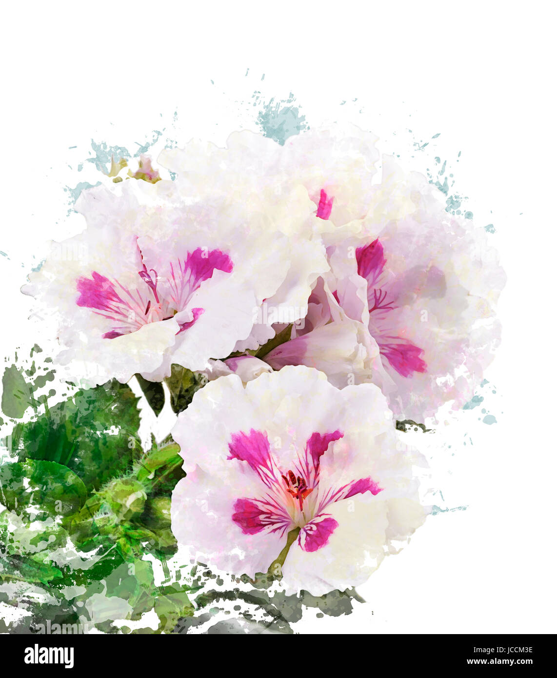 Watercolor Digital Painting Of Geranium Flowers Stock Photo - Alamy