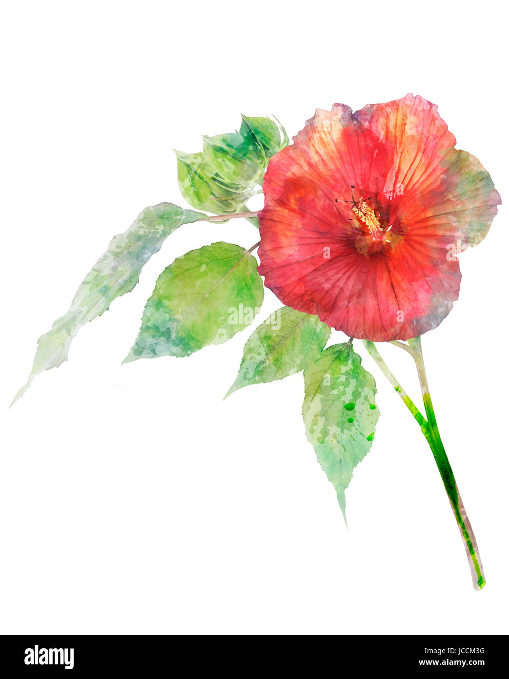Watercolor Digital Painting Of Hibiscus Flower Stock Photo - Alamy