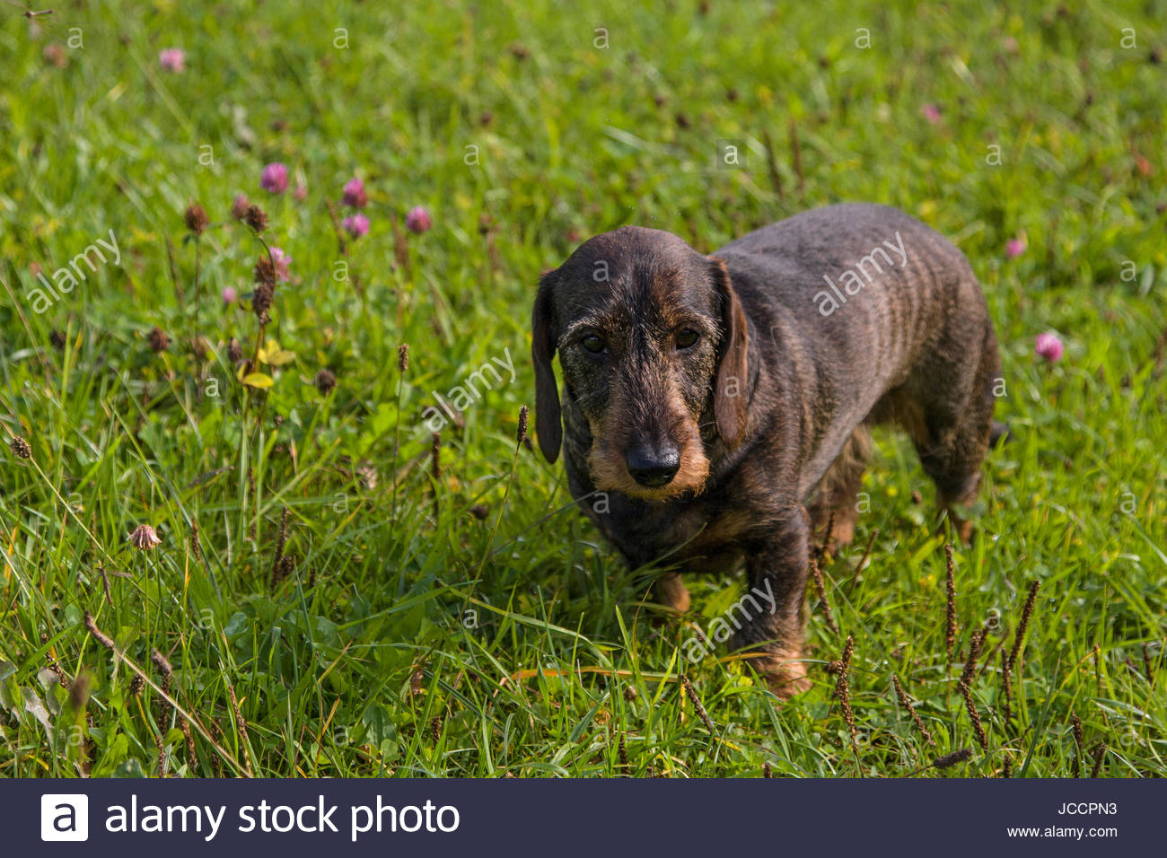 Dackel High Resolution Stock Photography and Images - Alamy