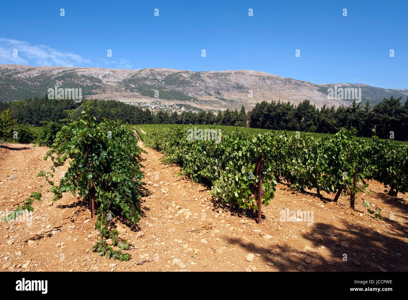 Bekaa wine hi-res stock photography and images - Alamy