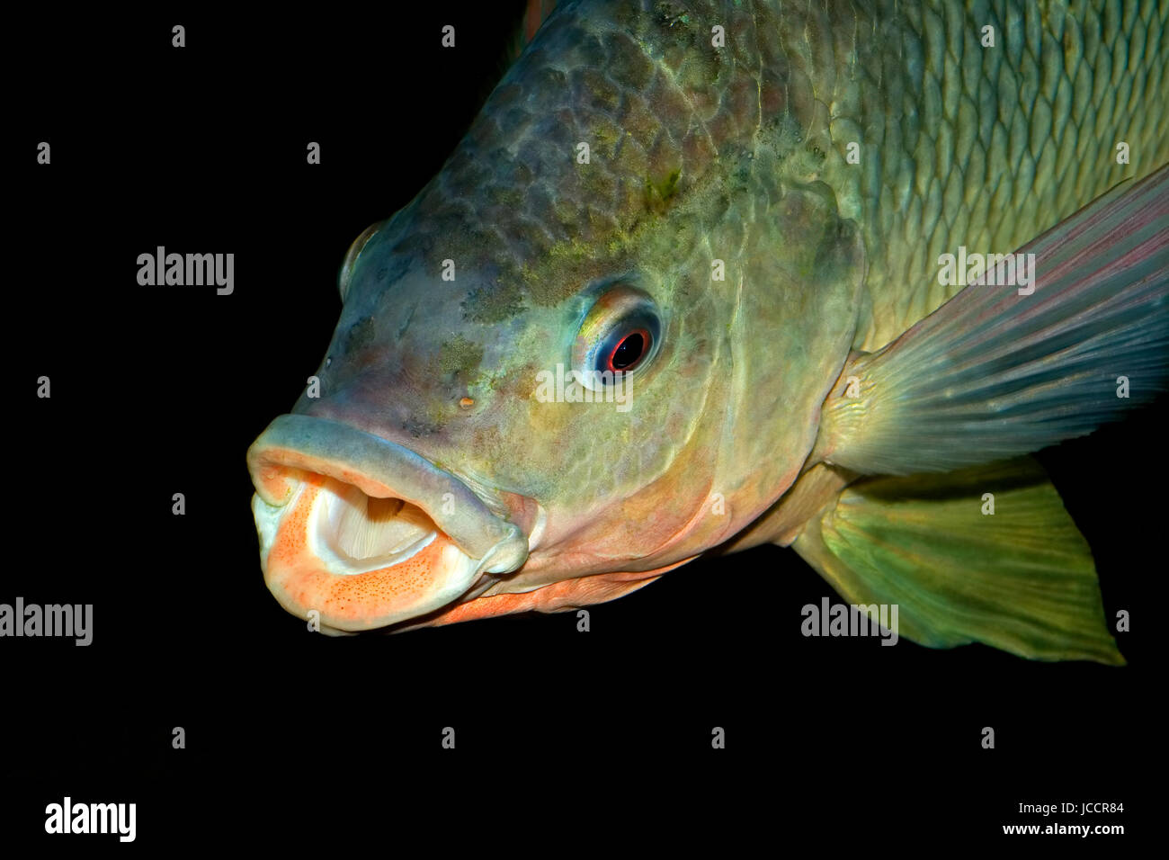 Portrait of an African Nembwe fish (Serranochromis robustus), Zambezi ...