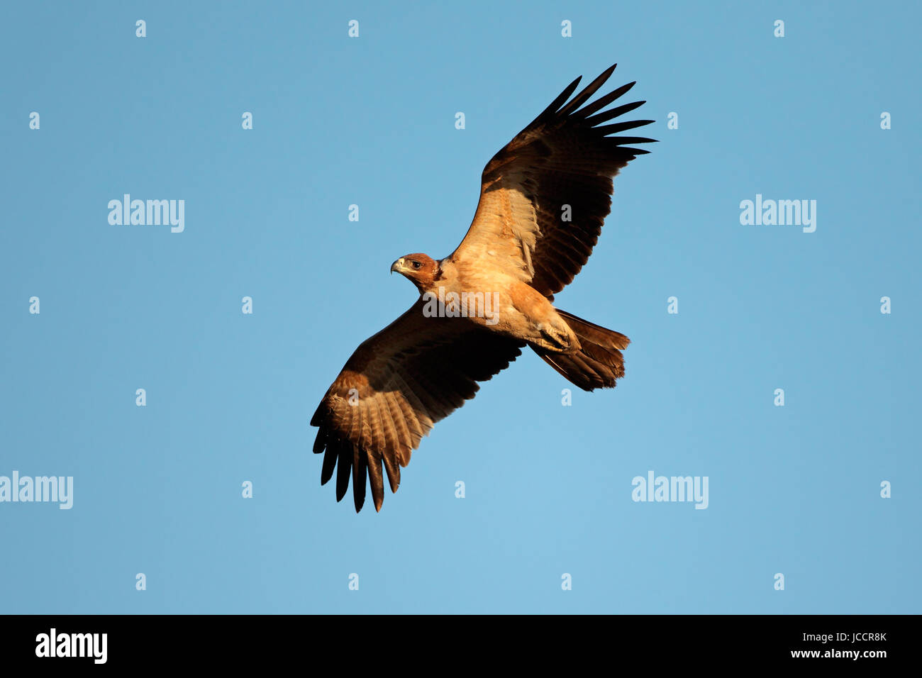 Raptor in flight against a blue sky, South Africa Stock Photo - Alamy