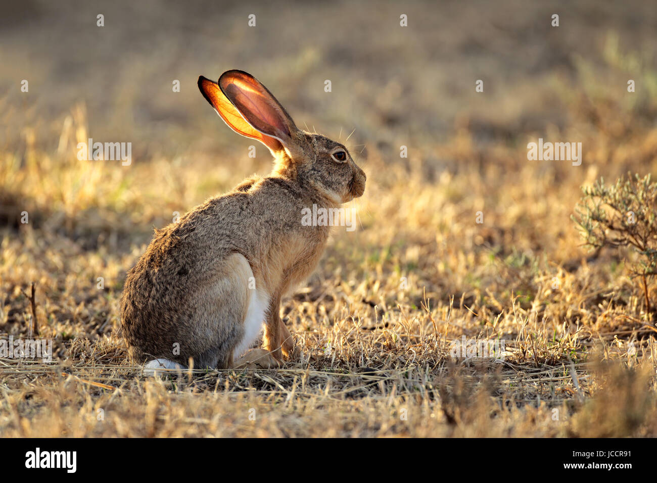 Scrub hare (Lepus saxatilis) in natural habitat, South Africa Stock ...