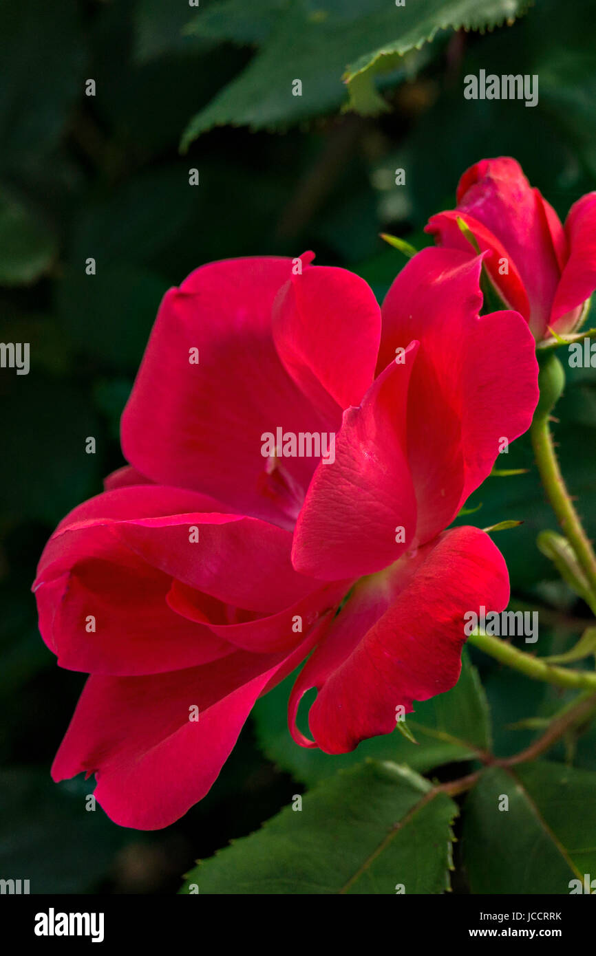 Red Rose blossom Stock Photo - Alamy