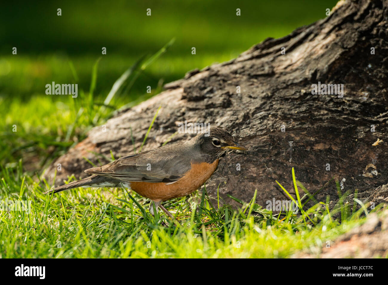 Robin foraging in green grassy area Stock Photo - Alamy