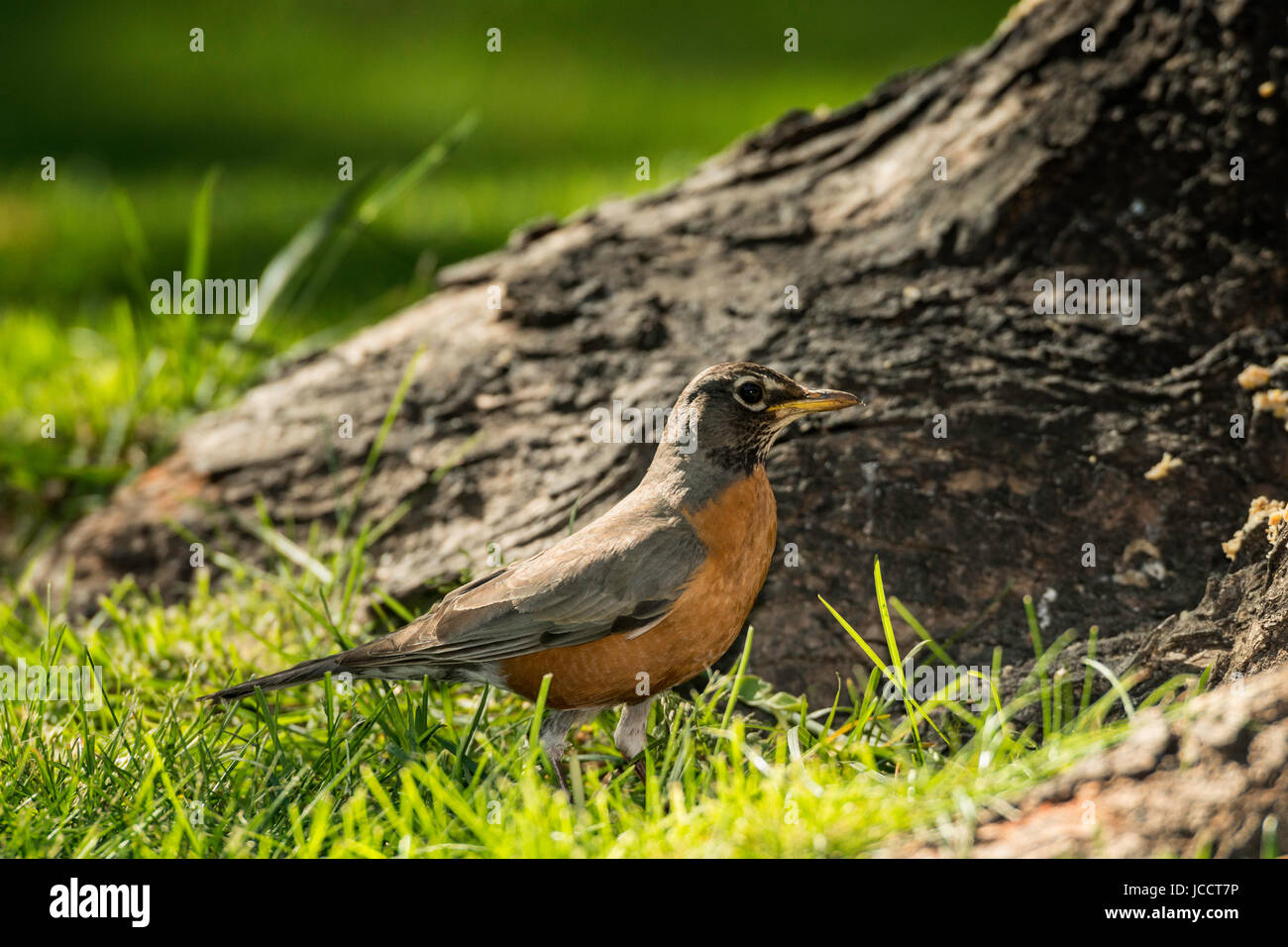 Robin foraging in green grassy area Stock Photo - Alamy