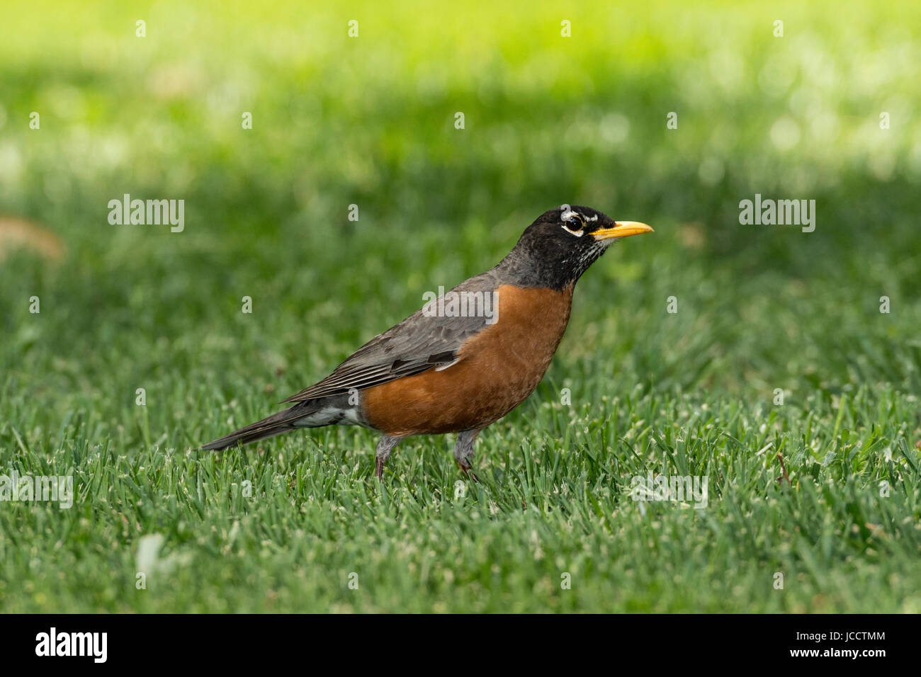 Robin foraging in green grassy area Stock Photo - Alamy