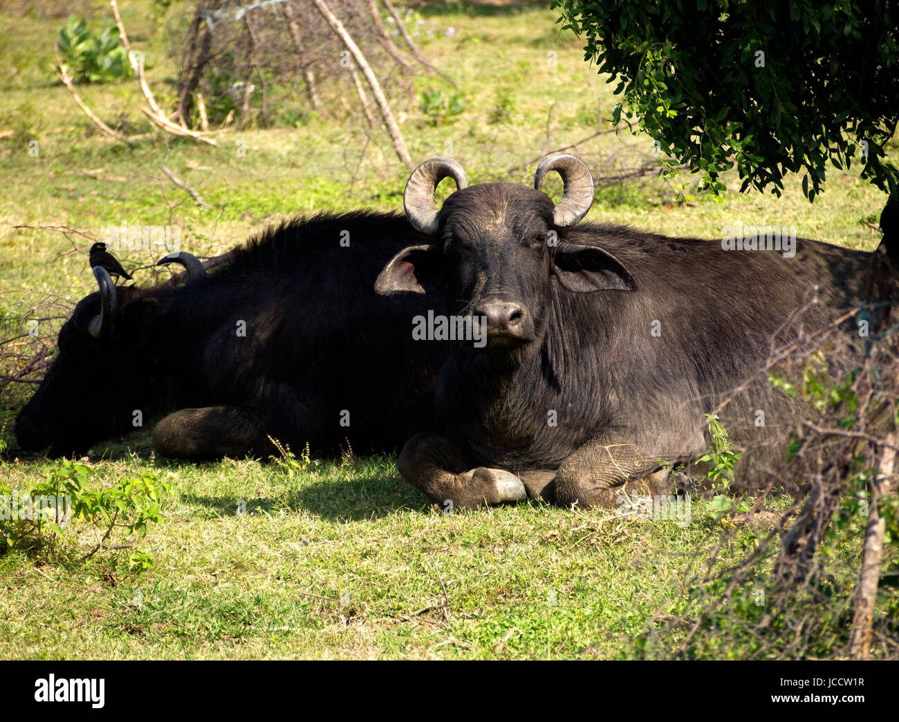 Water buffalo in a National Park in Asia Stock Photo - Alamy