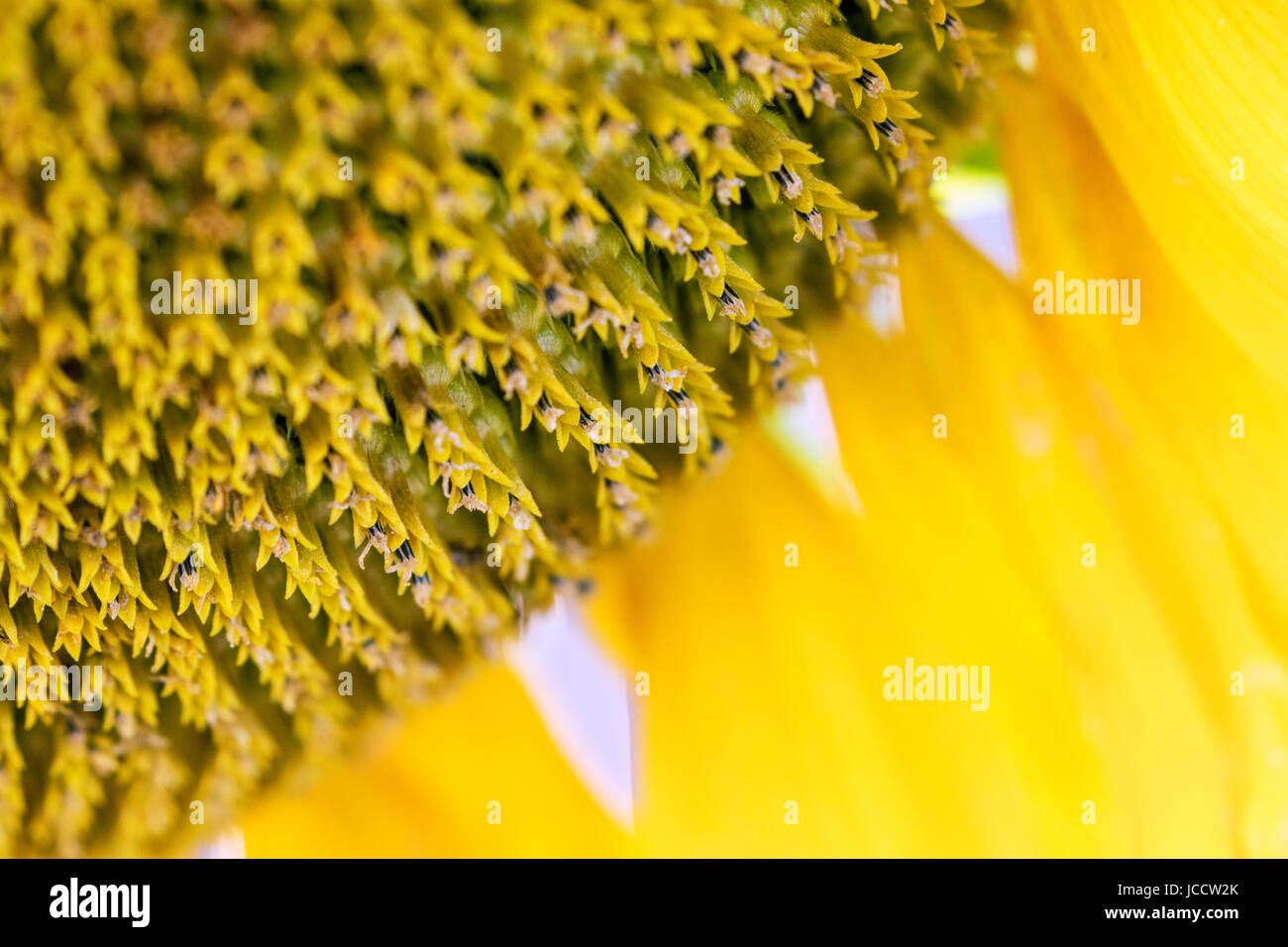 Sunflower in Spring. June 2017 - Los Angeles, California USA Stock ...