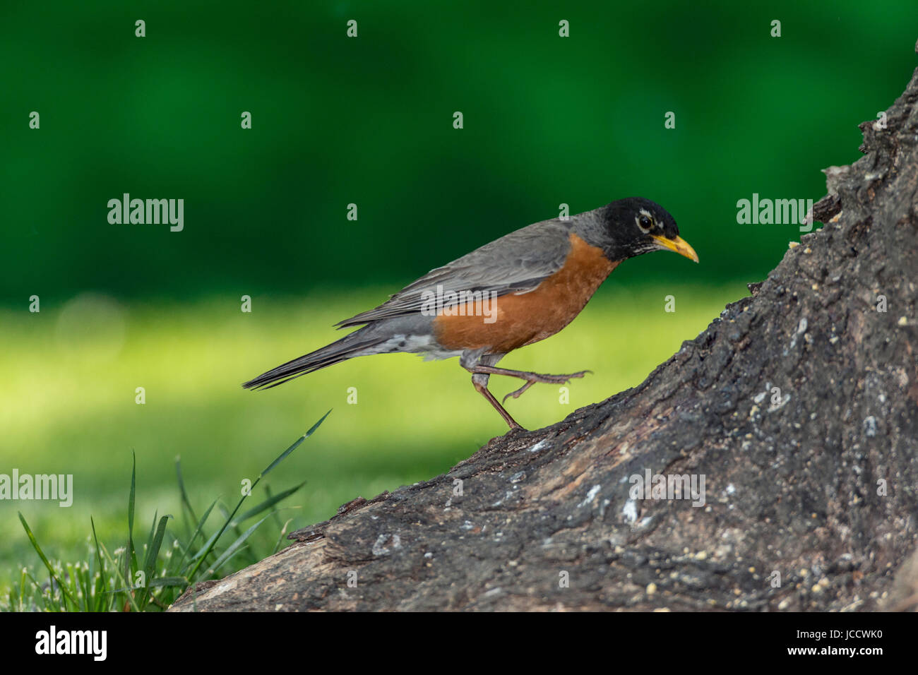 American Robin walking up a tree root Stock Photo - Alamy