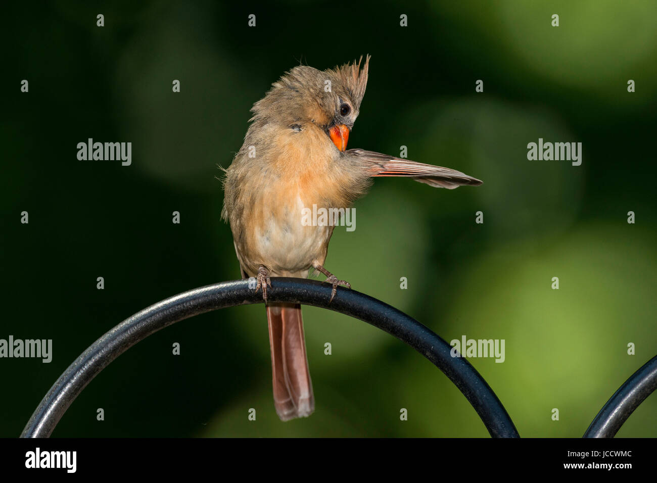 Female Preening High Resolution Stock Photography and Images - Alamy
