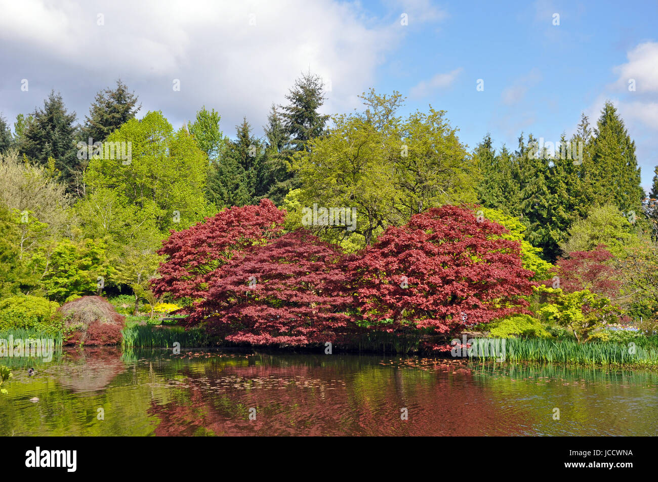 Lush colorful botanical garden in spring with reflective pond Stock ...